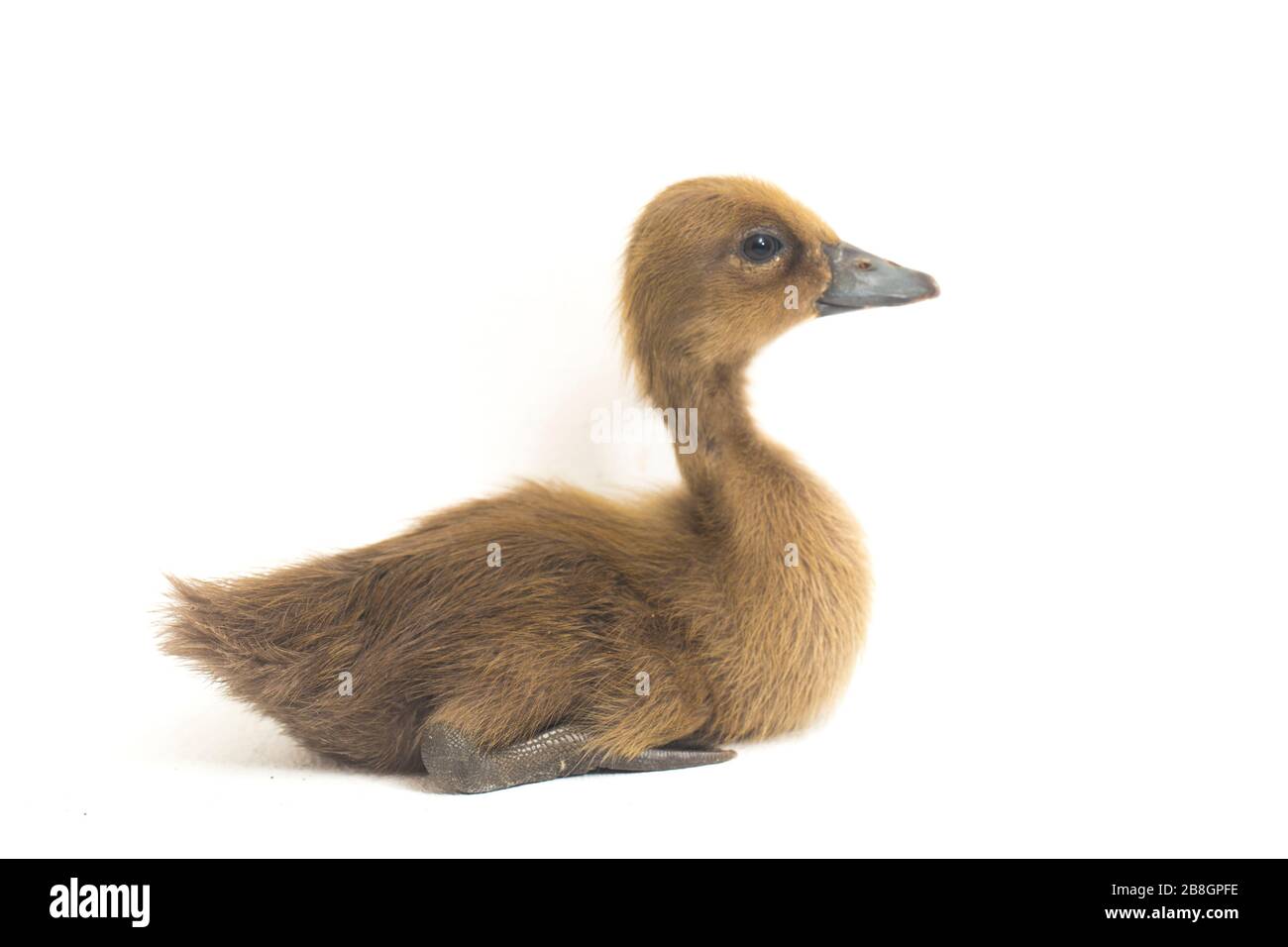 Cute Duckling ( indian runner duck) isolated on a white background ...