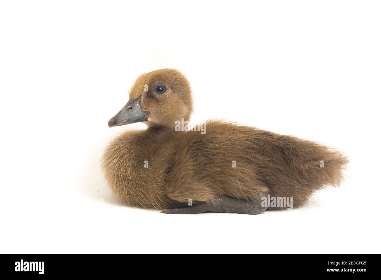 Cute Duckling ( indian runner duck) isolated on a white background ...