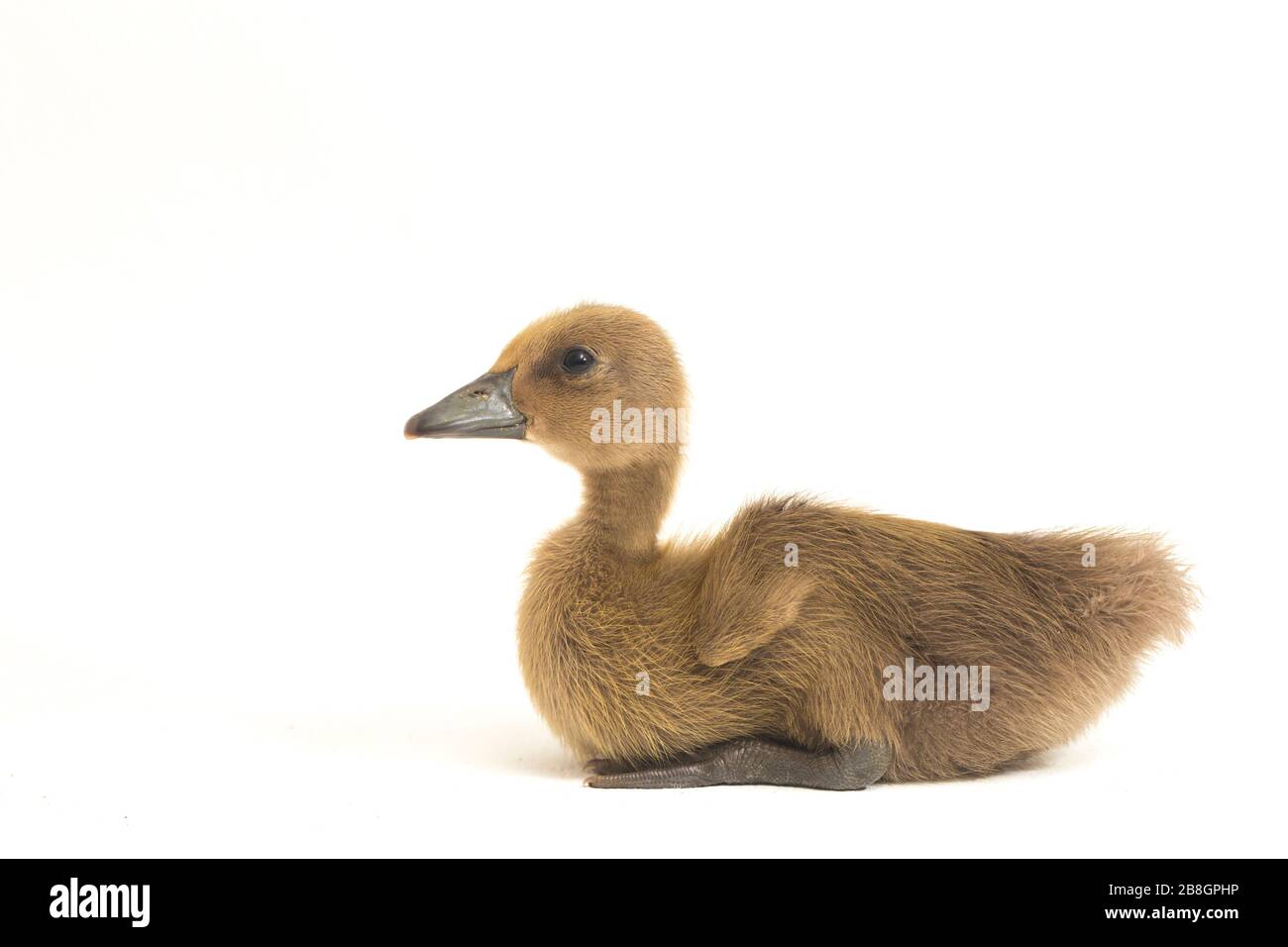 Cute Duckling ( indian runner duck) isolated on a white background ...