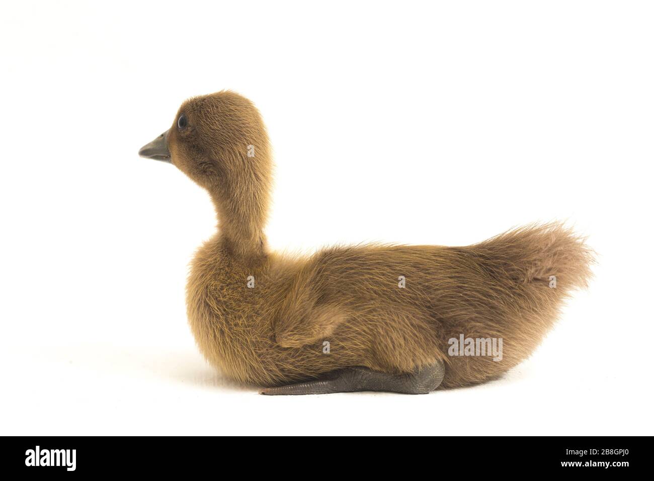 Cute Duckling ( indian runner duck) isolated on a white background ...