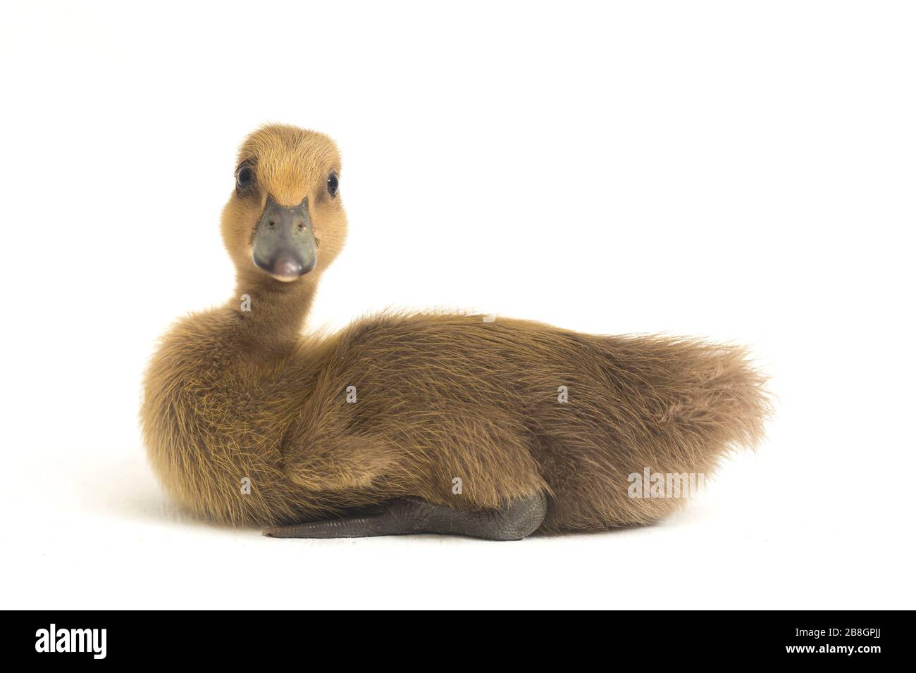 Cute Duckling ( indian runner duck) isolated on a white background ...