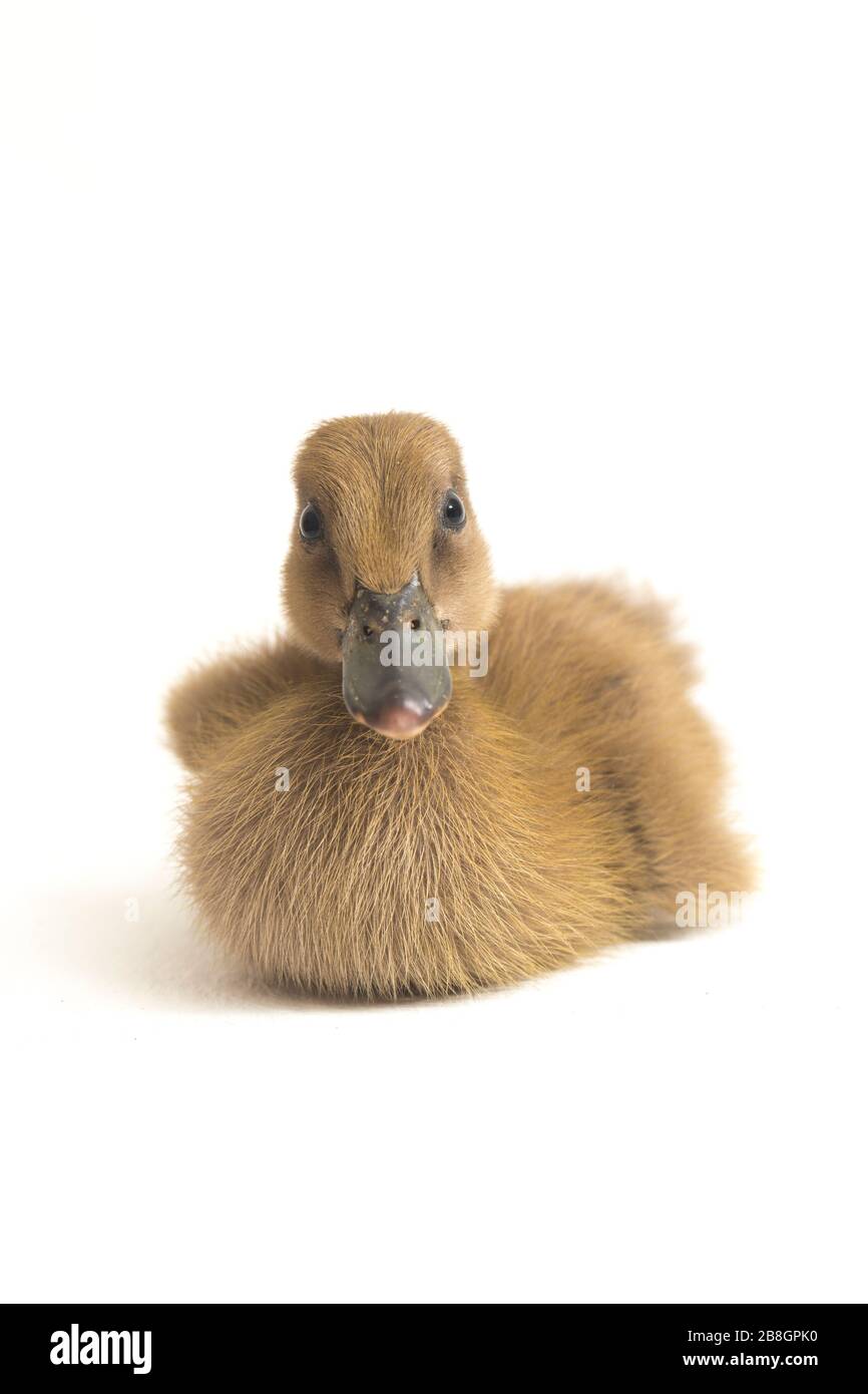 Cute Duckling ( indian runner duck) isolated on a white background ...