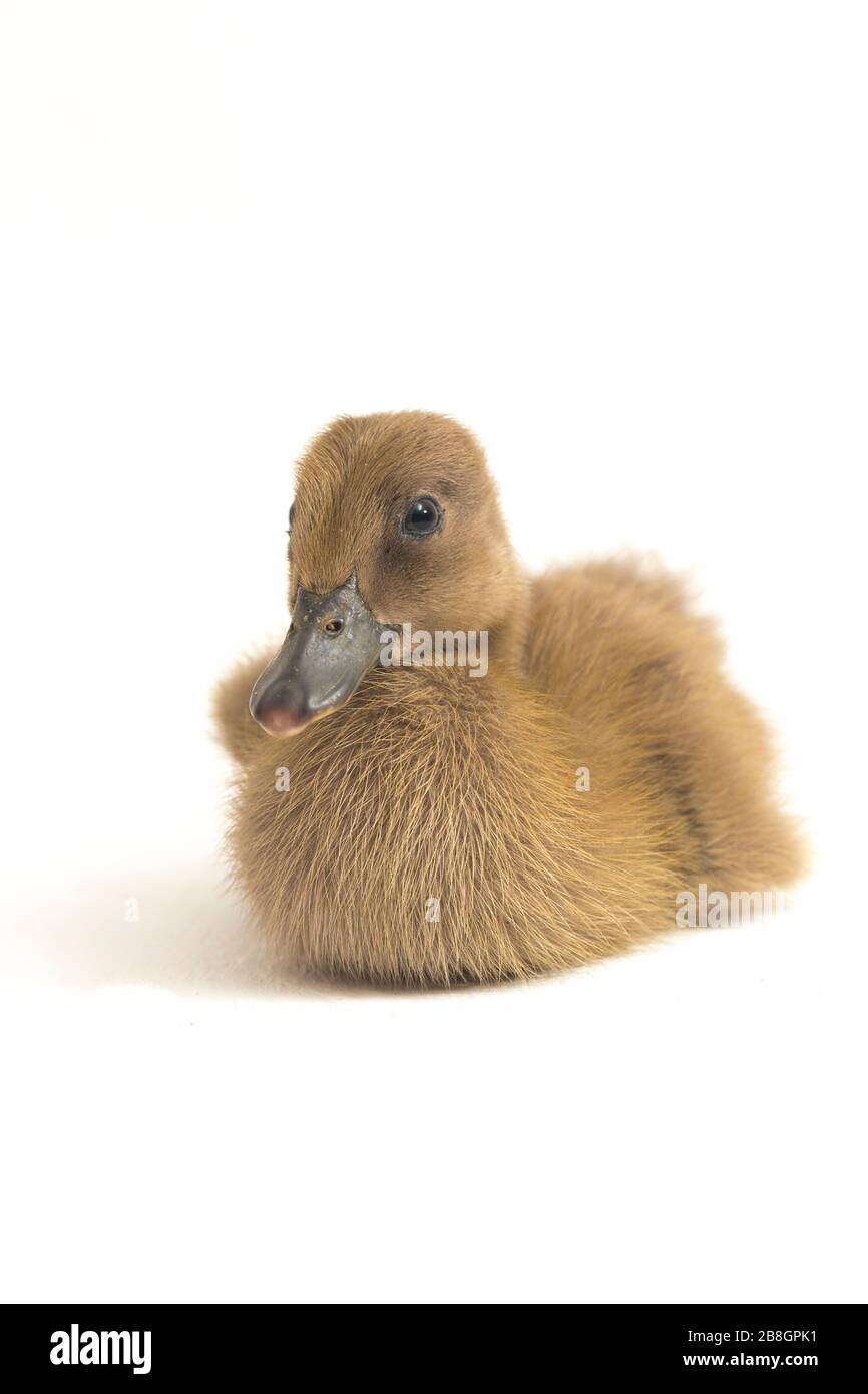 Cute Duckling ( indian runner duck) isolated on a white background ...