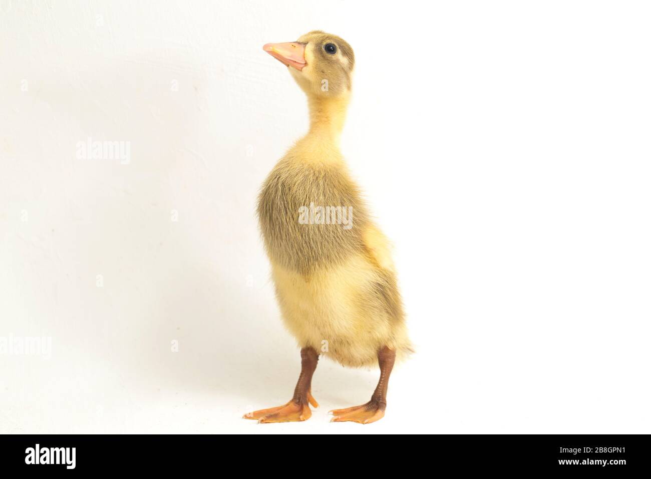 Cute Duckling ( indian runner duck) isolated on a white background ...