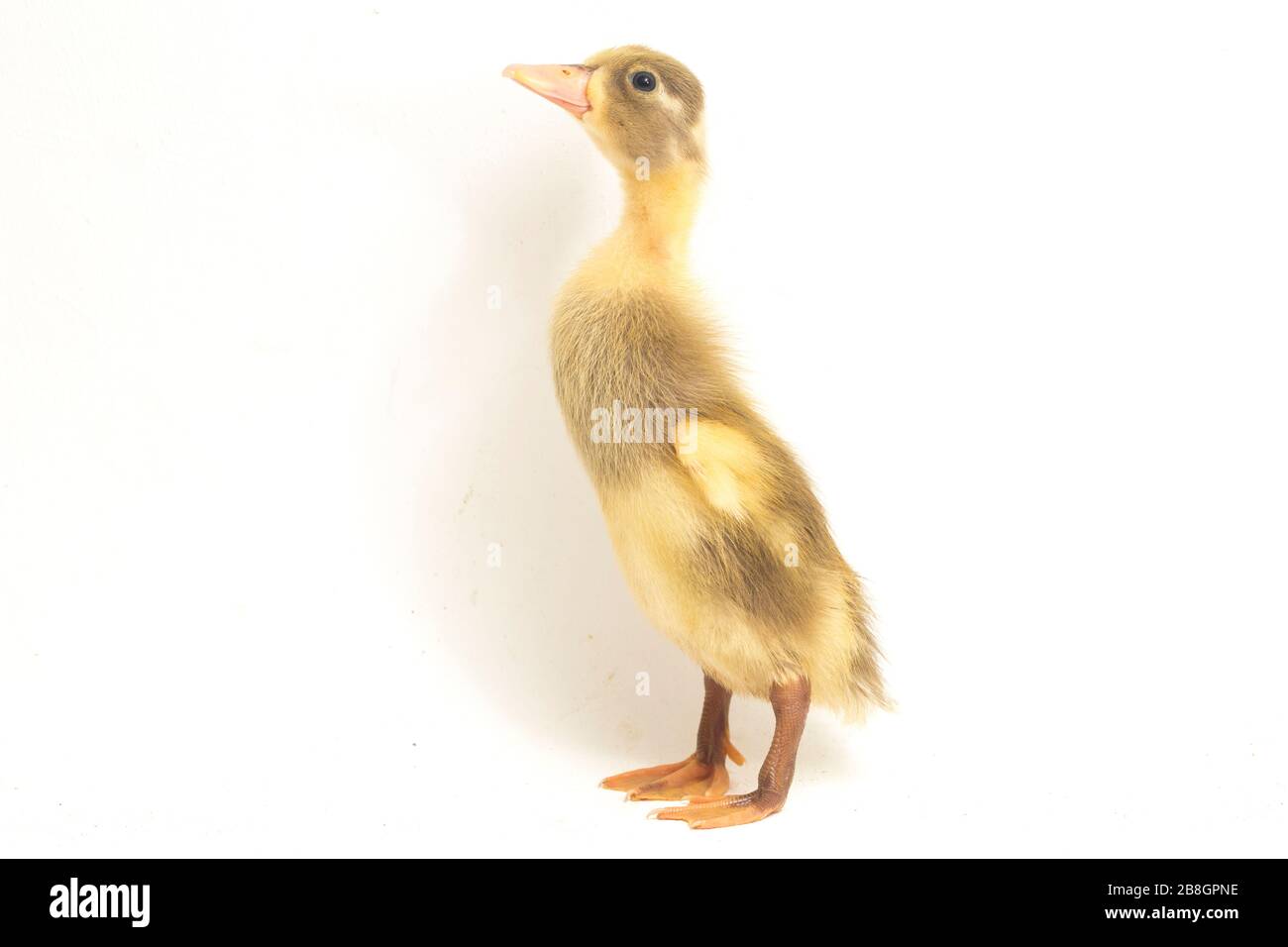 Cute Duckling ( indian runner duck) isolated on a white background ...