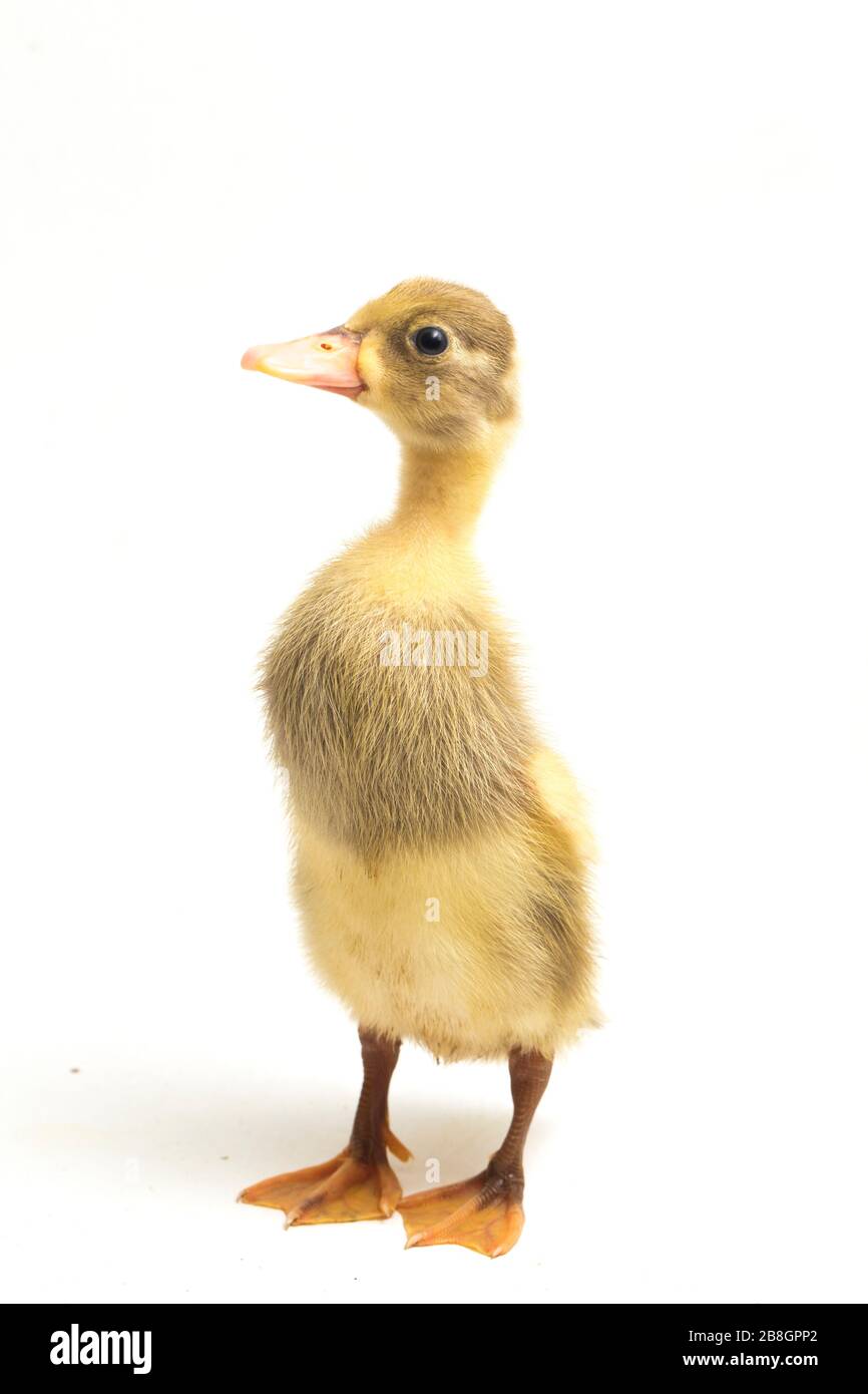 Cute Duckling ( indian runner duck) isolated on a white background ...