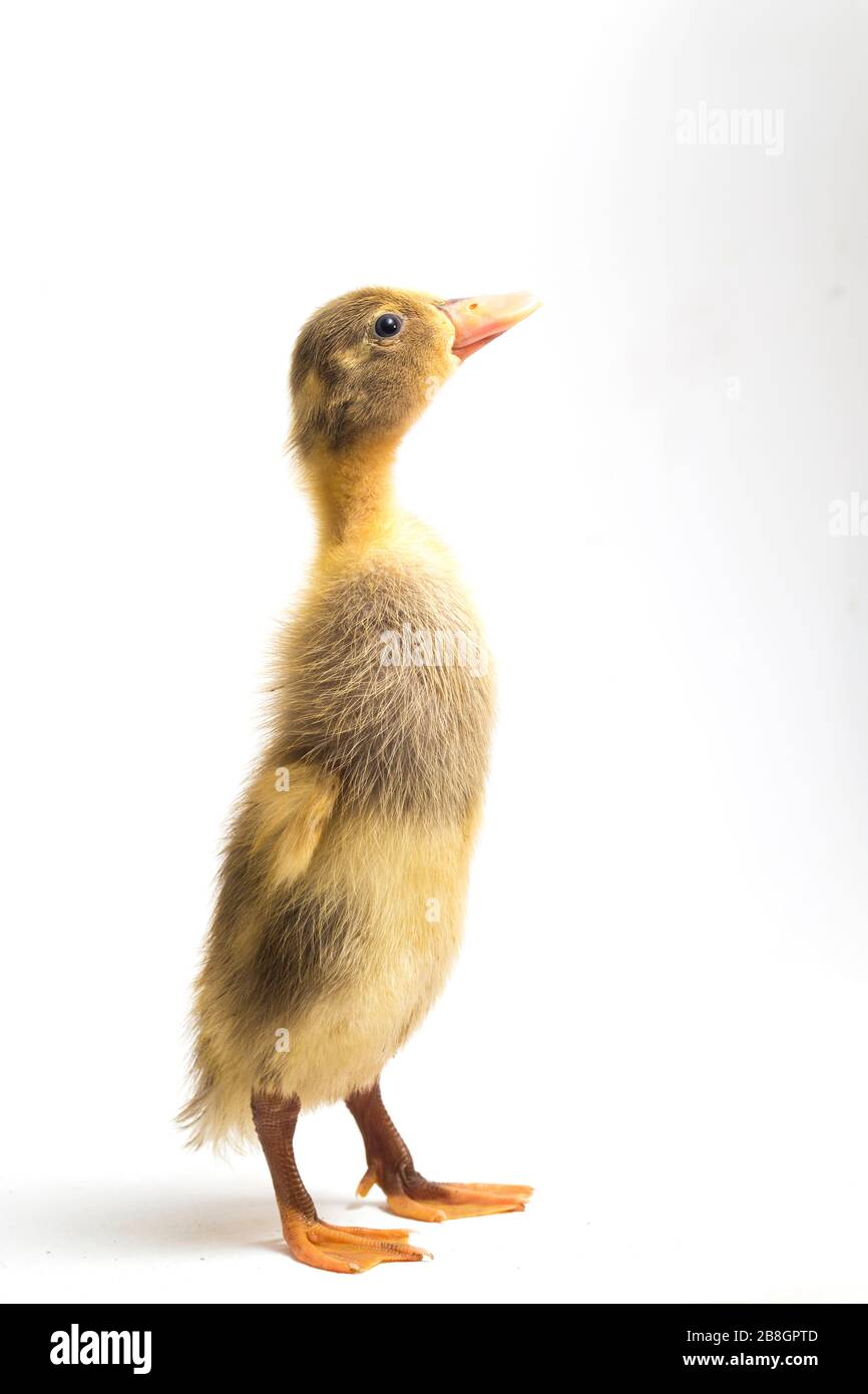 Cute Duckling ( indian runner duck) isolated on a white background ...