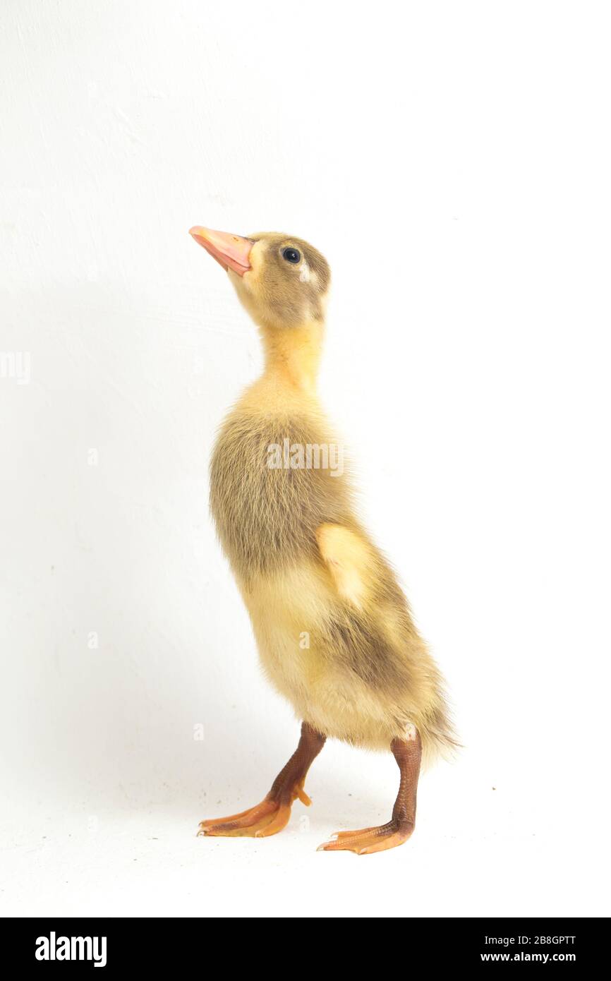 Cute Duckling ( indian runner duck) isolated on a white background ...