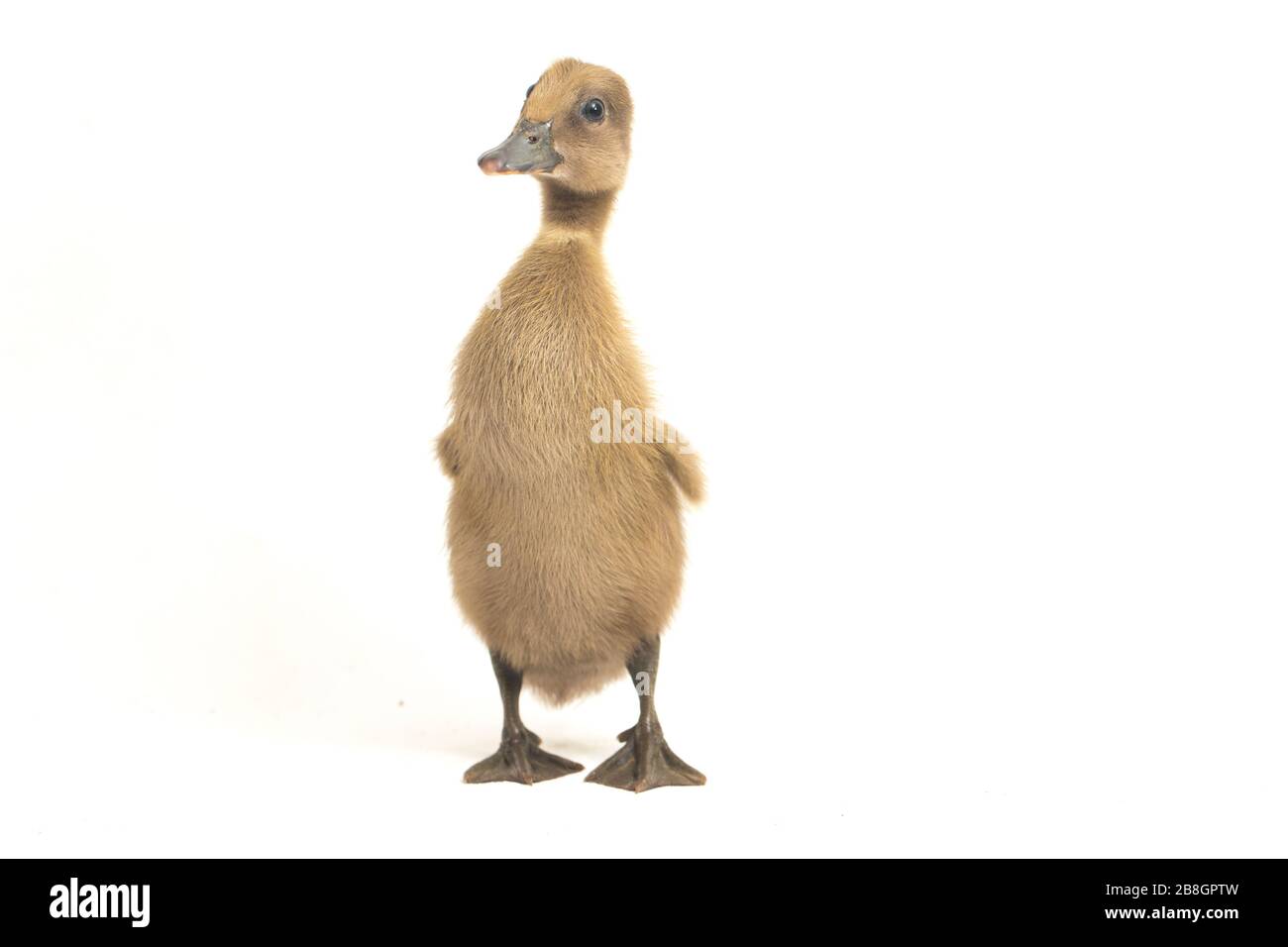 Cute Duckling ( indian runner duck) isolated on a white background ...