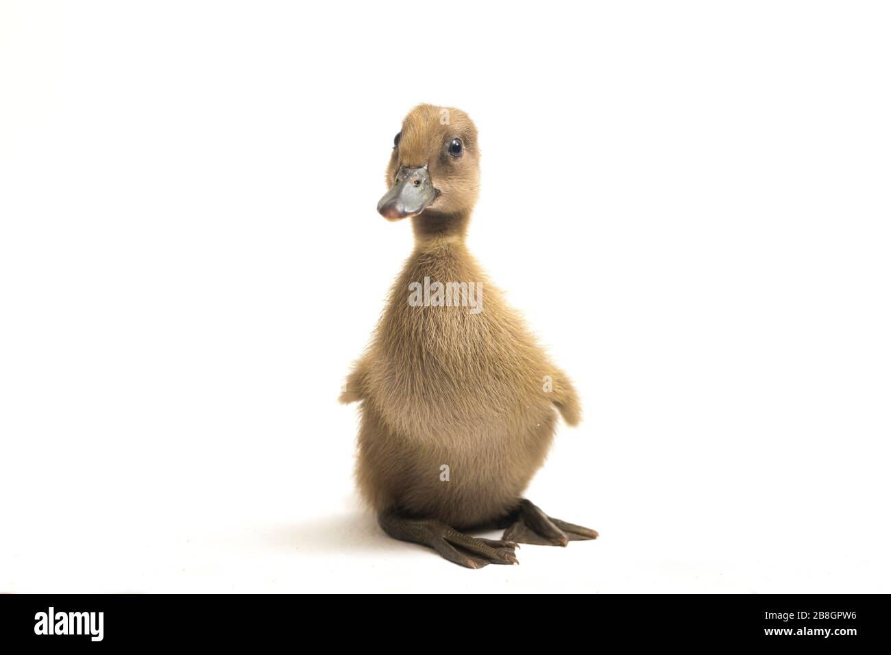 Cute Duckling ( indian runner duck) isolated on a white background ...