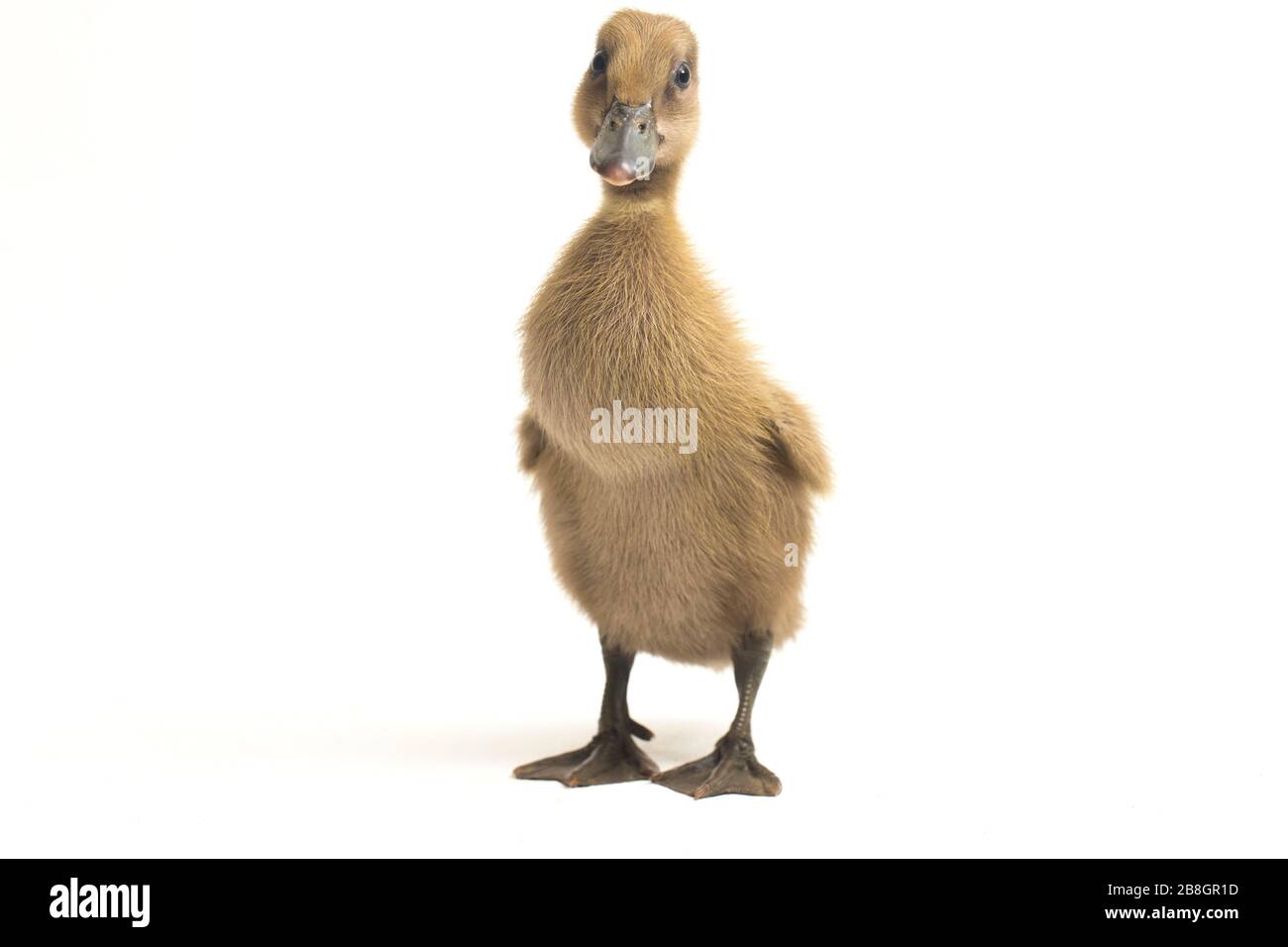 Cute Duckling ( indian runner duck) isolated on a white background ...