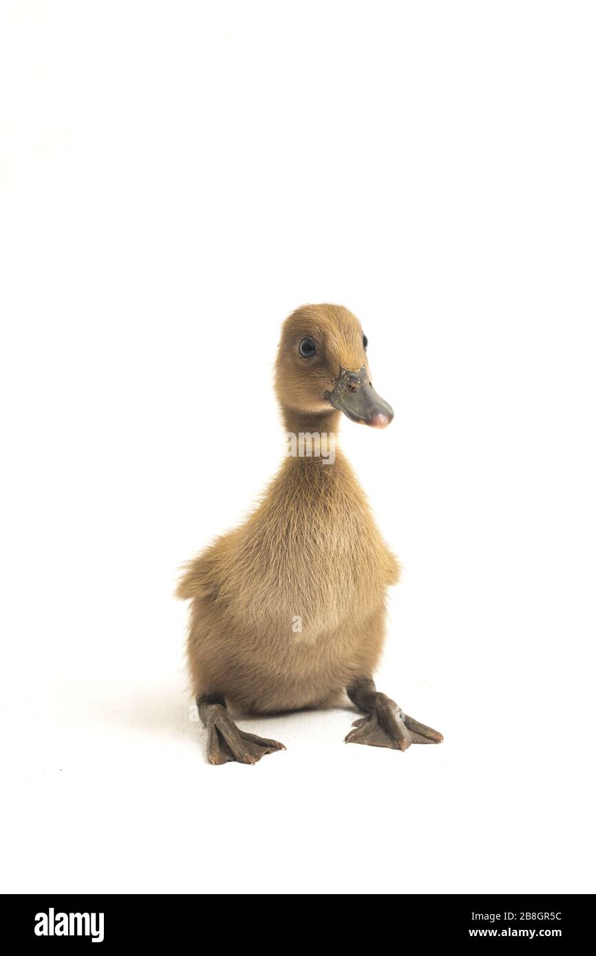 Cute Duckling ( indian runner duck) isolated on a white background ...
