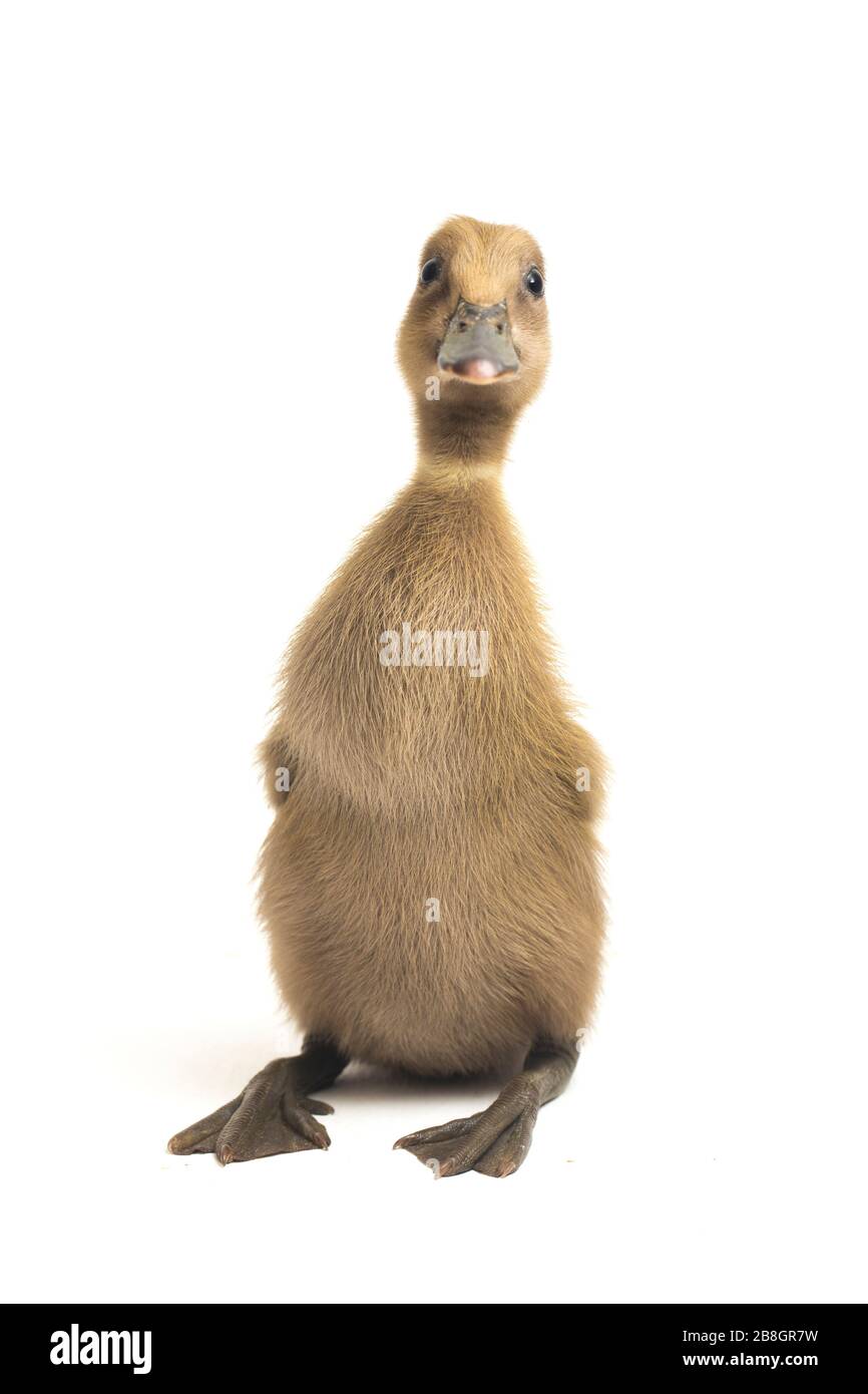 Cute Duckling ( indian runner duck) isolated on a white background ...
