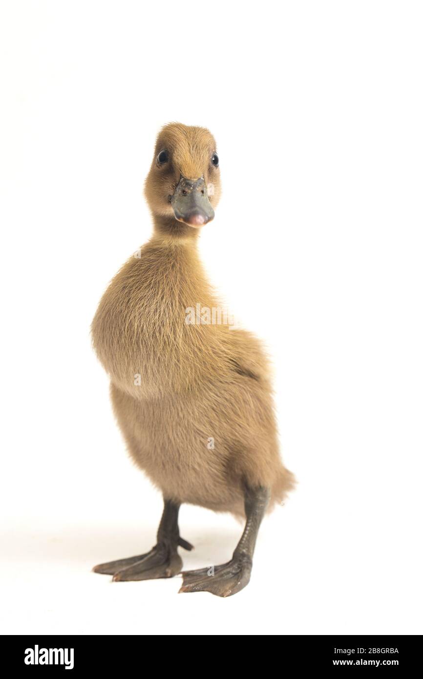 Cute Duckling ( indian runner duck) isolated on a white background ...