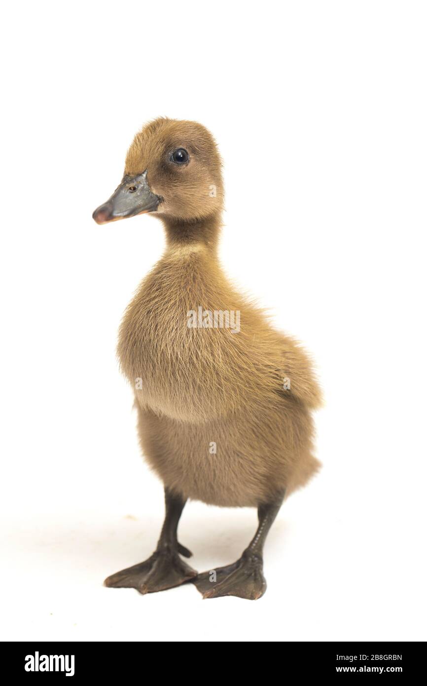 Cute Duckling ( indian runner duck) isolated on a white background ...