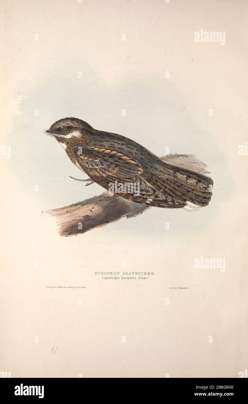 Goatsucker hi-res stock photography and images - Alamy