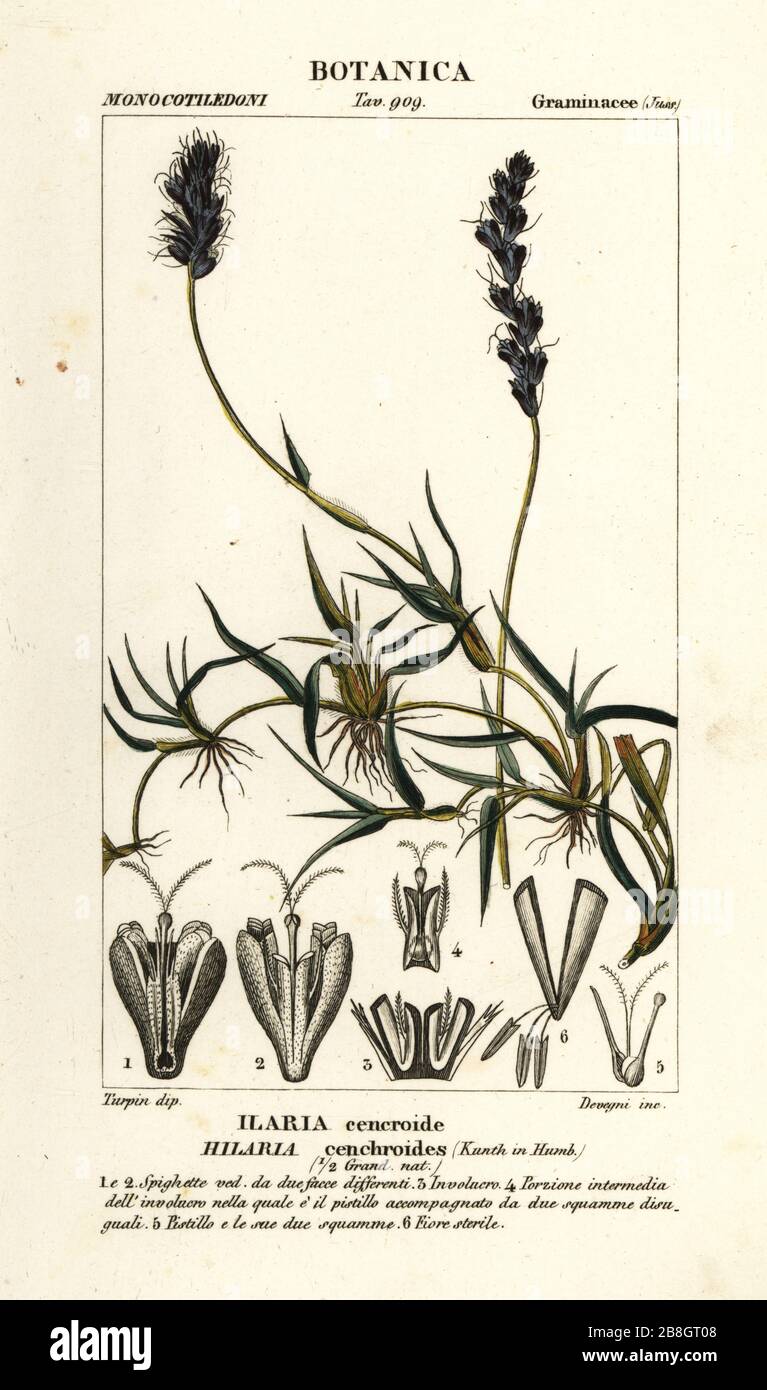 Hilaria cenchroides hi-res stock photography and images - Alamy