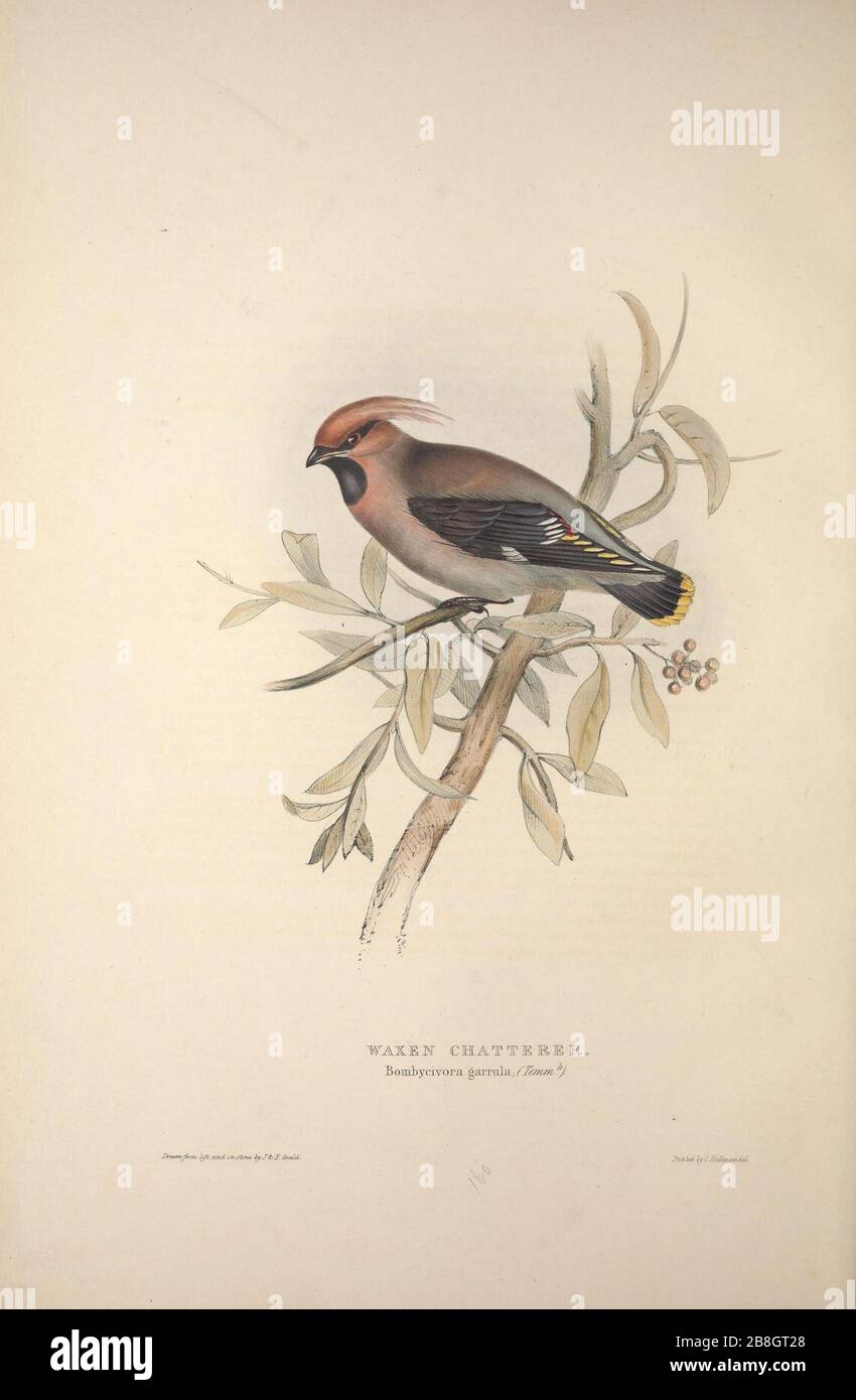 Chatterer hi-res stock photography and images - Alamy