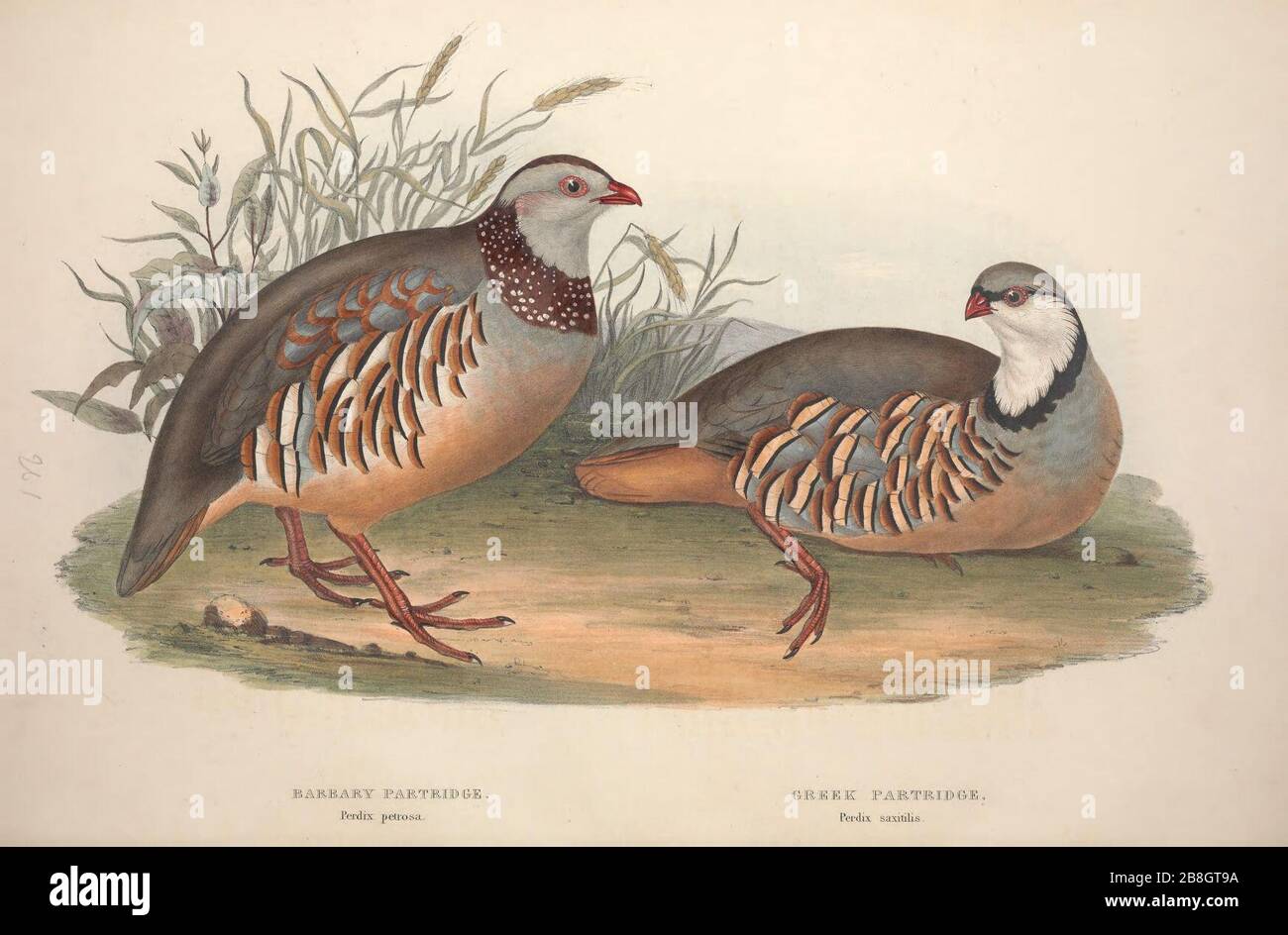 GouldBirdsEuropeIVBarbary Partridge Greek Partridge Stock Photo - Alamy