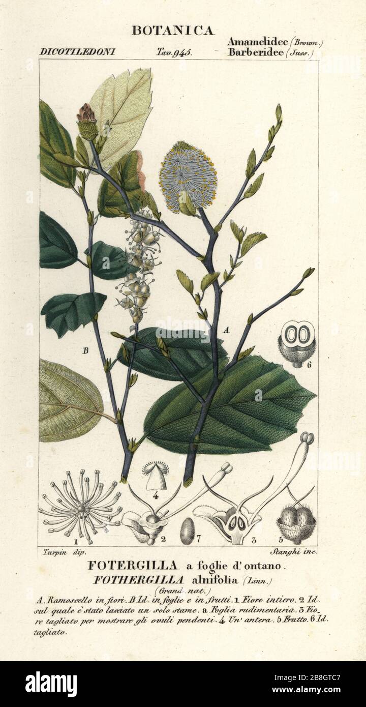 Hazel botanical illustration hi-res stock photography and images - Alamy