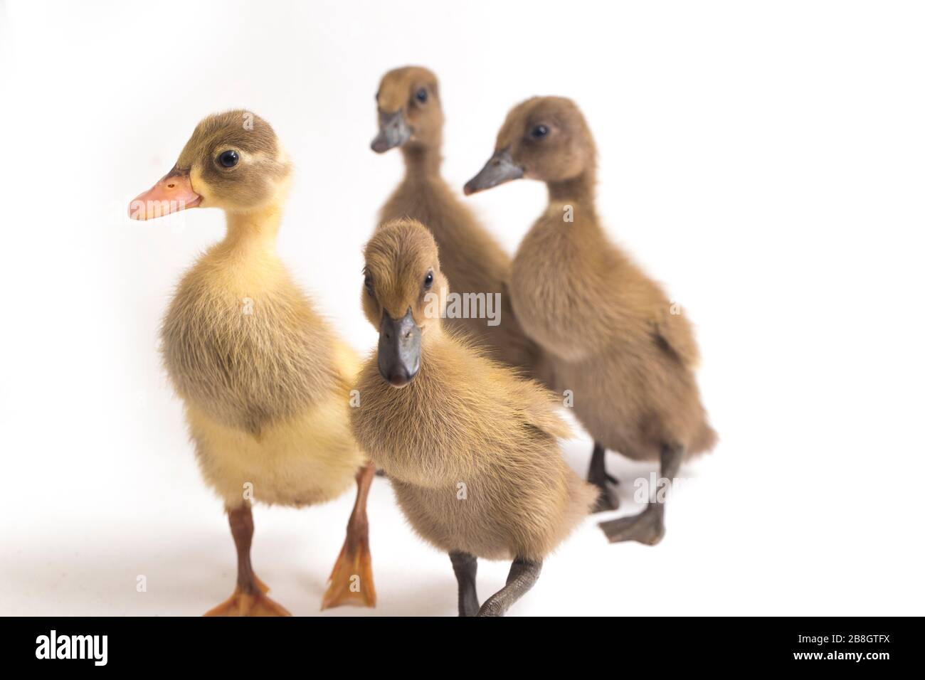 Four ducklings ( indian runner duck) isolated on a white background ...
