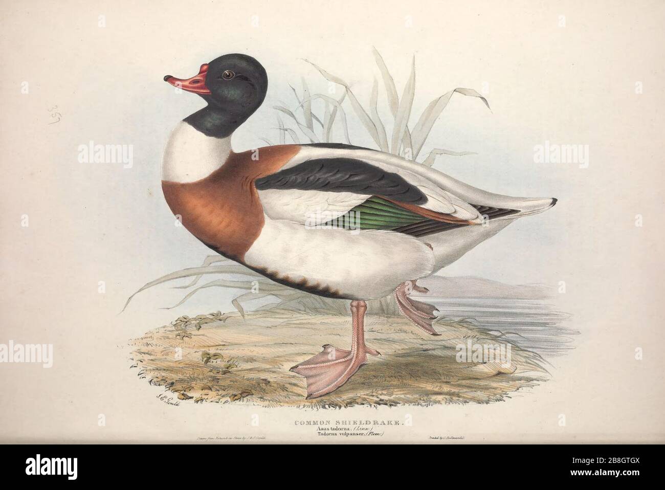 Sheldrake hi-res stock photography and images - Alamy