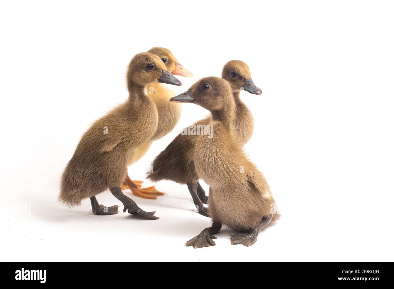 Four ducklings ( indian runner duck) isolated on a white background ...