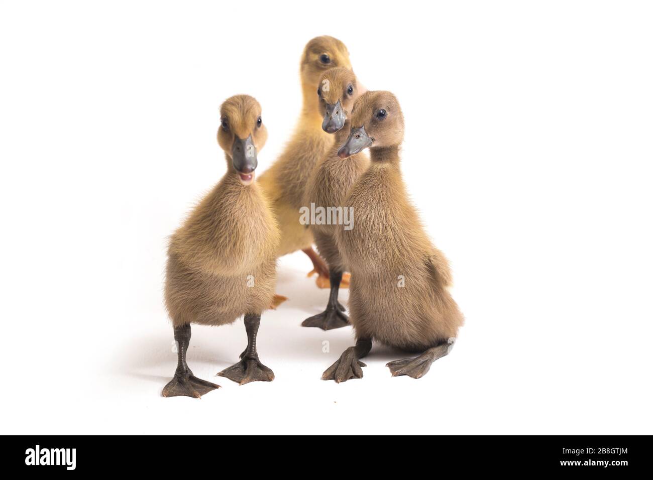 Four ducklings ( indian runner duck) isolated on a white background ...