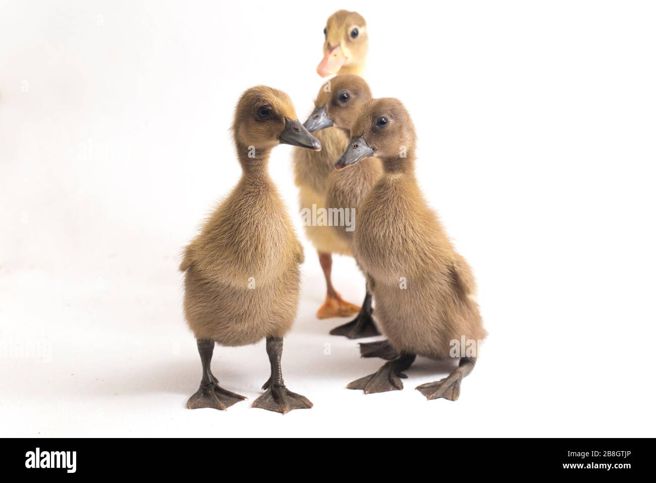 Four ducklings ( indian runner duck) isolated on a white background ...