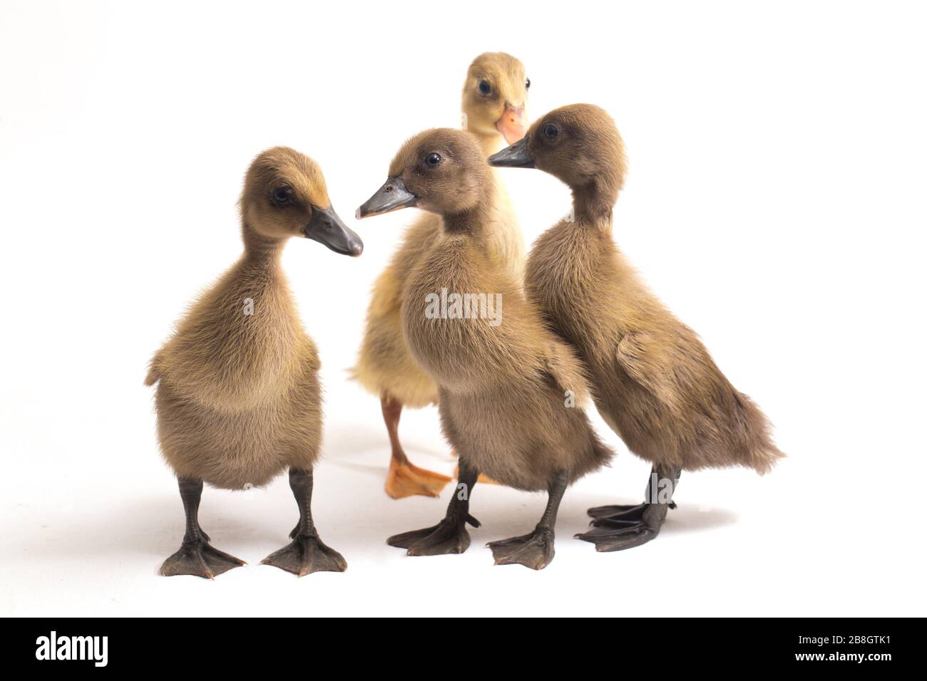 Four ducklings ( indian runner duck) isolated on a white background ...