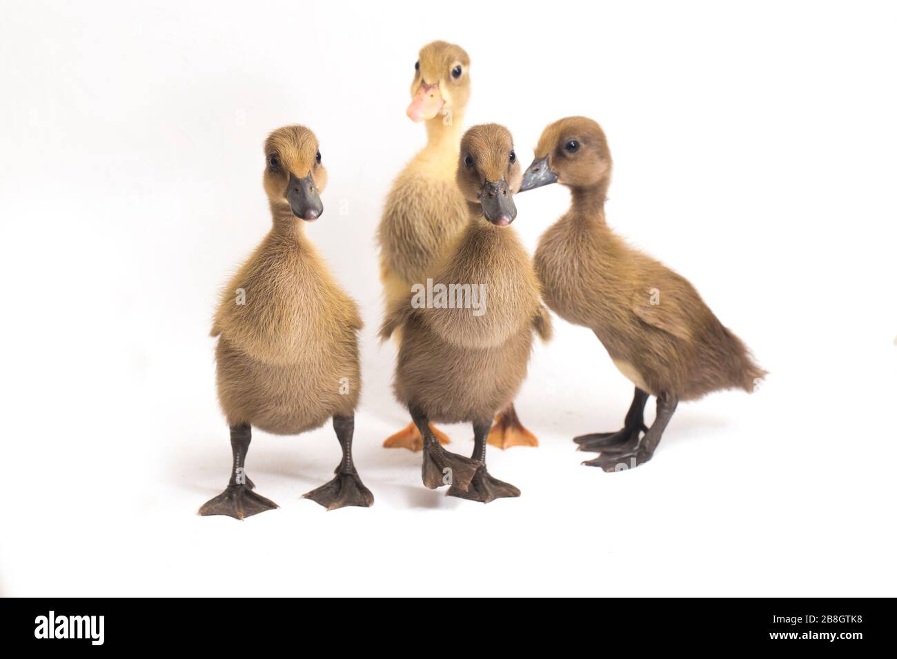 Four ducklings ( indian runner duck) isolated on a white background ...