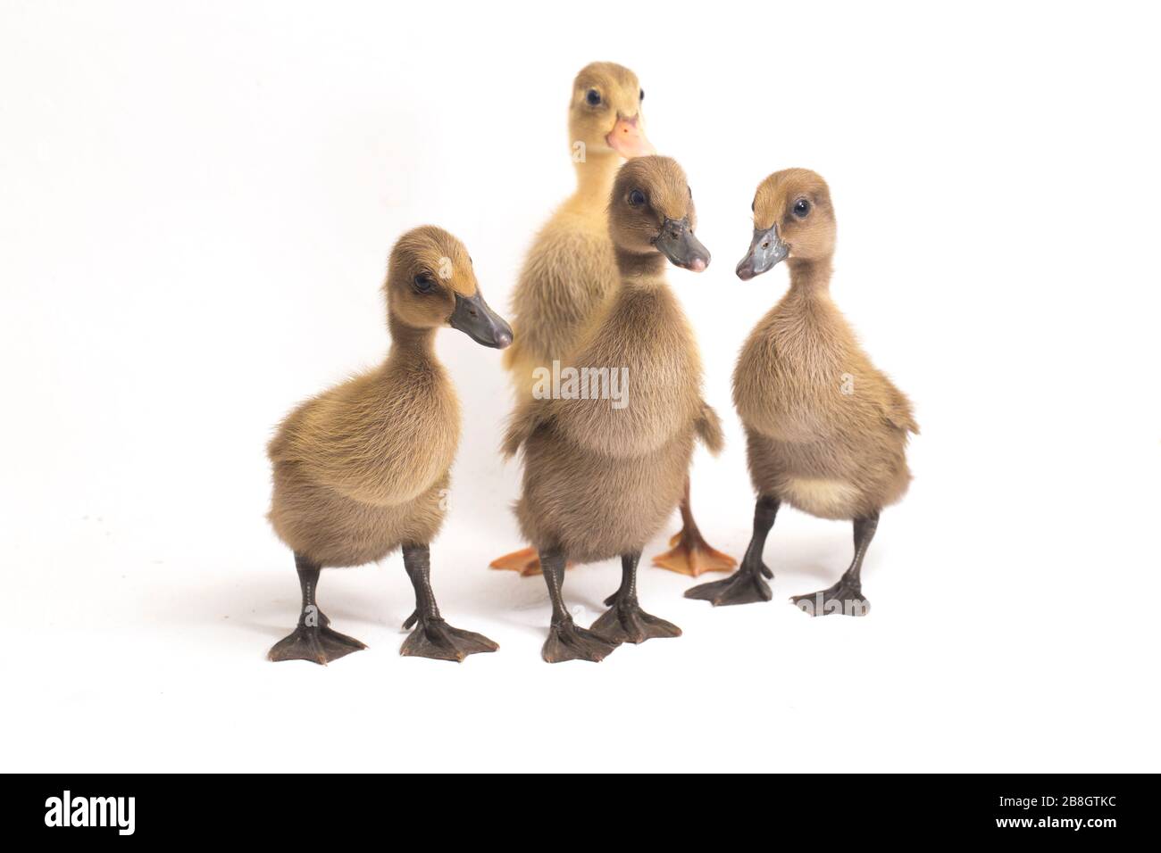 Four ducklings ( indian runner duck) isolated on a white background ...