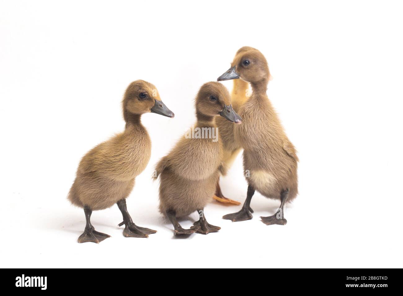 Four ducklings ( indian runner duck) isolated on a white background ...