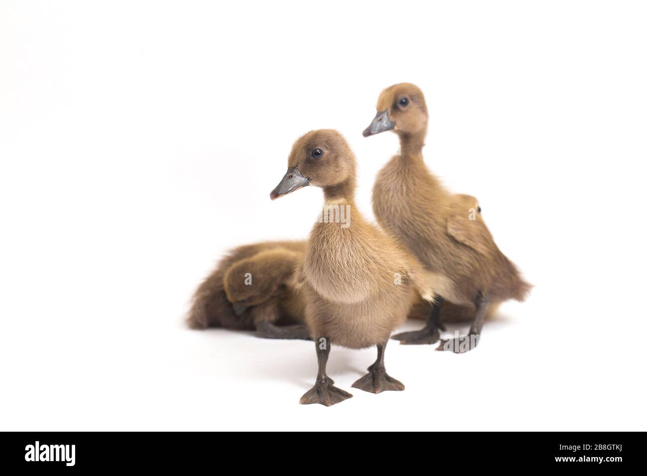 Four ducklings ( indian runner duck) isolated on a white background ...
