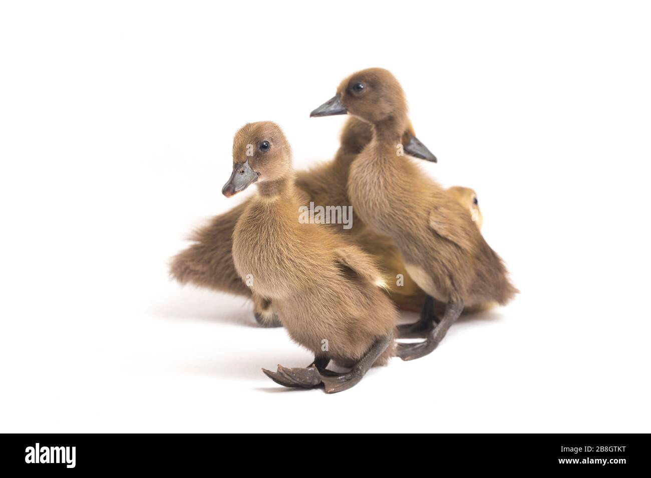 Four ducklings ( indian runner duck) isolated on a white background ...