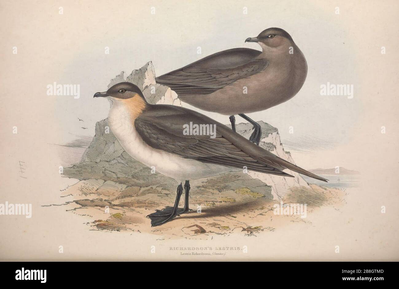 Lestris hi-res stock photography and images - Alamy