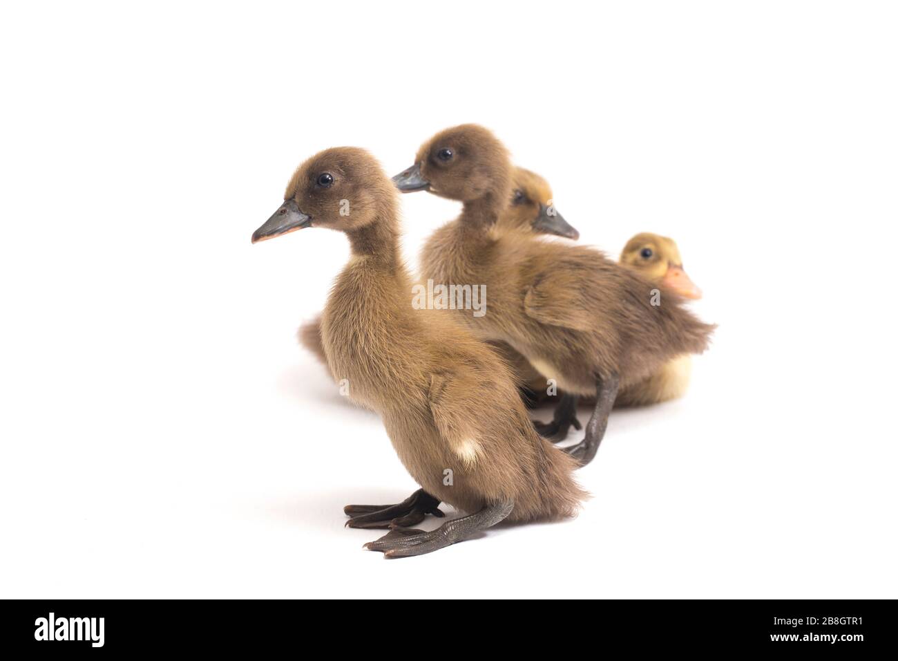 Four ducklings ( indian runner duck) isolated on a white background ...
