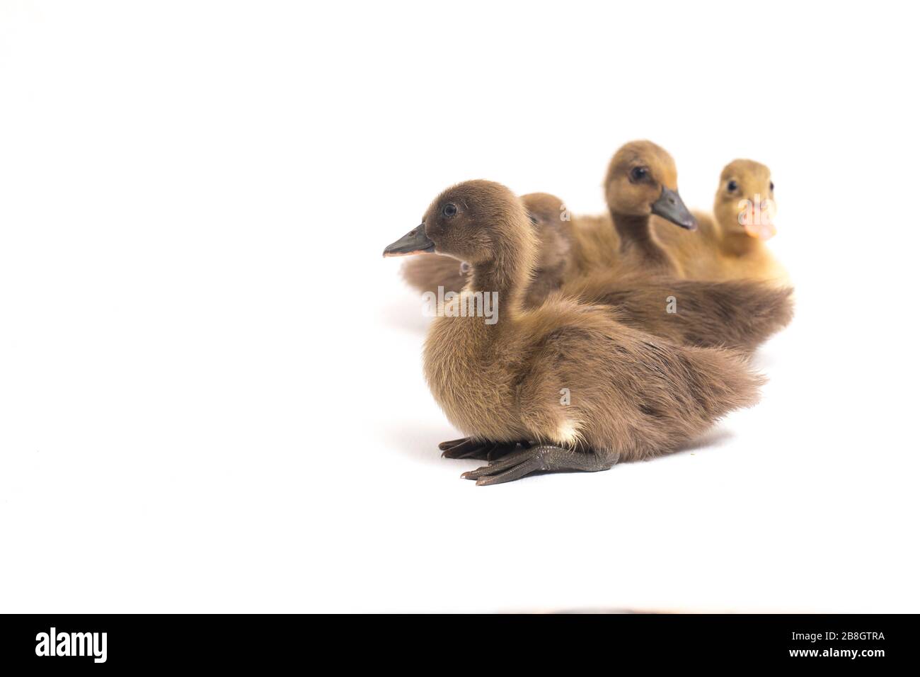 Four ducklings ( indian runner duck) isolated on a white background ...