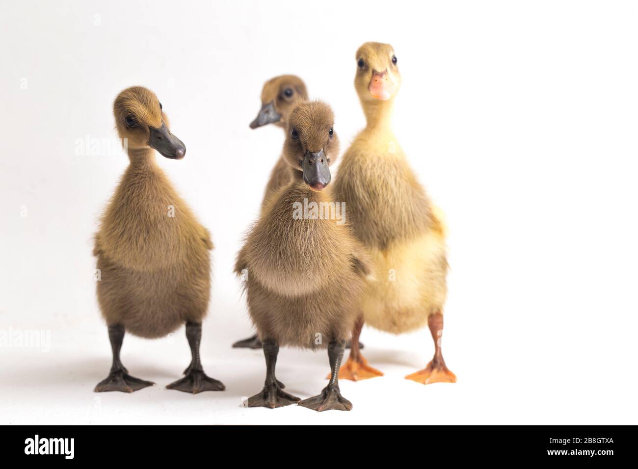Four ducklings ( indian runner duck) isolated on a white background ...