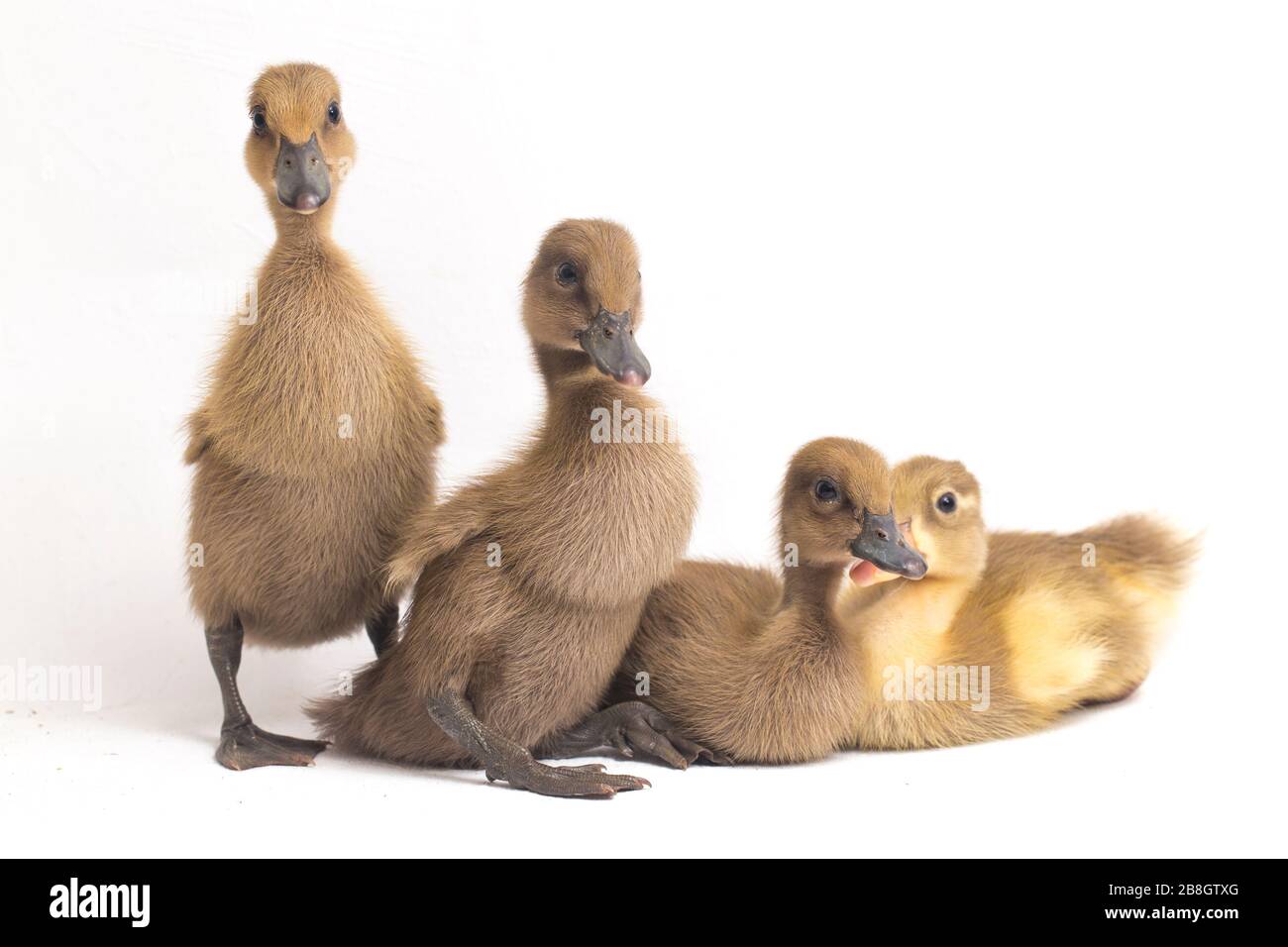 Four ducklings ( indian runner duck) isolated on a white background ...