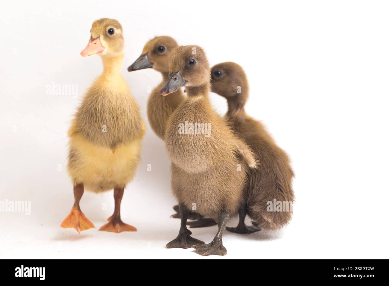 Four ducklings ( indian runner duck) isolated on a white background ...