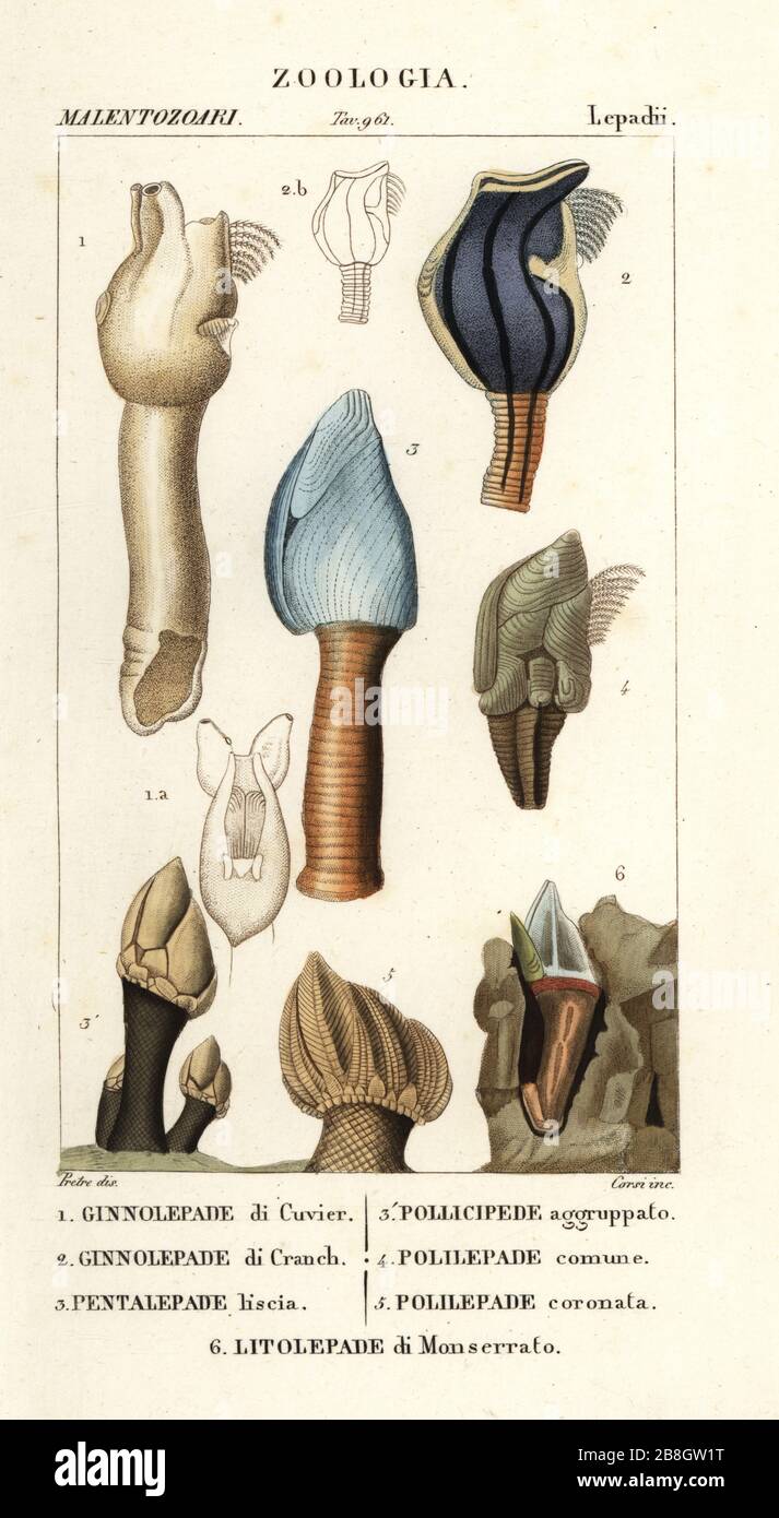 Goose Barnacle Anatomy