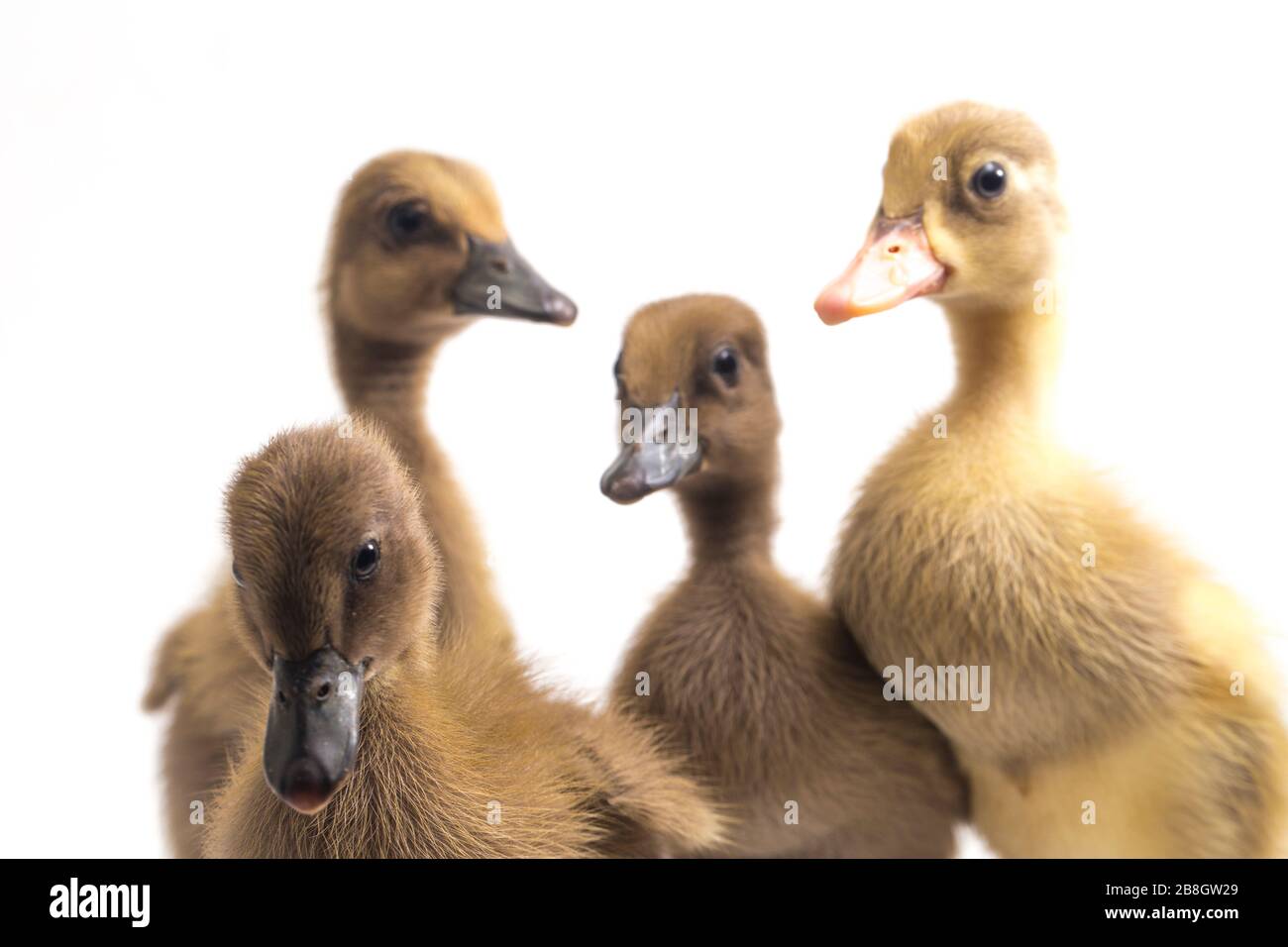 Four ducklings ( indian runner duck) isolated on a white background ...