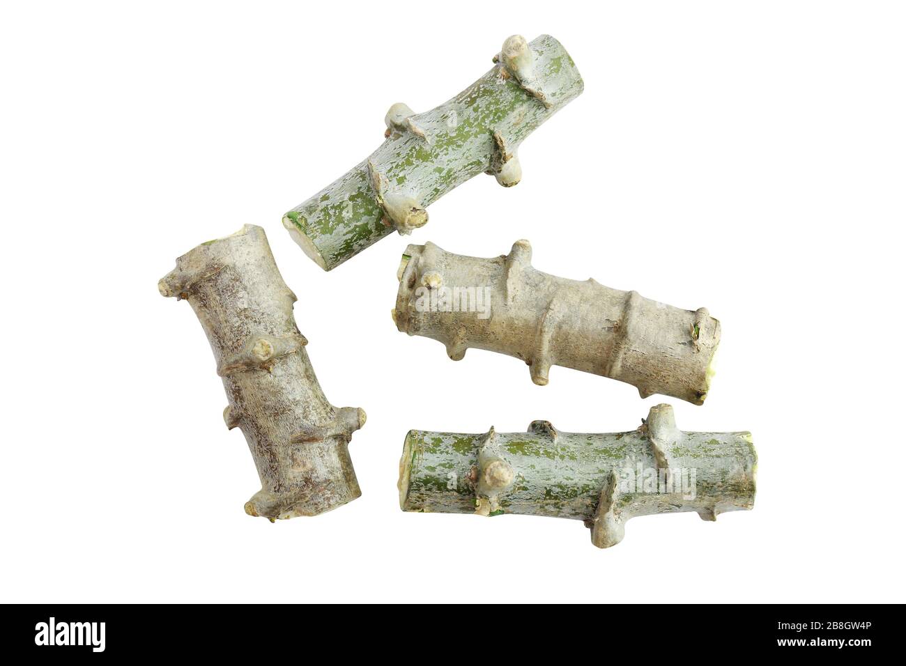 Cassava heap cut, Tapioca tree trunk piece cut, Cassava roots isolated ...