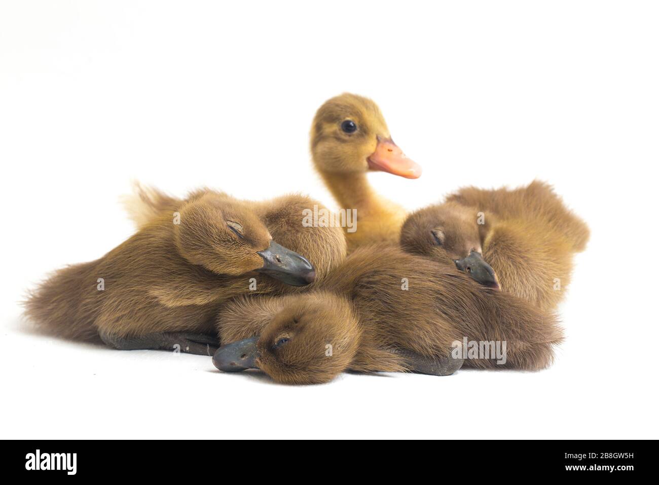 Four ducklings ( indian runner duck) isolated on a white background ...