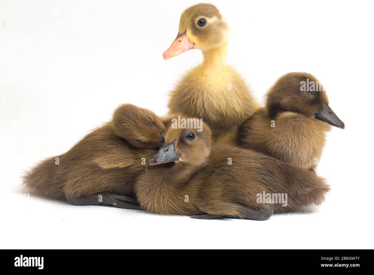 Four ducklings ( indian runner duck) isolated on a white background ...