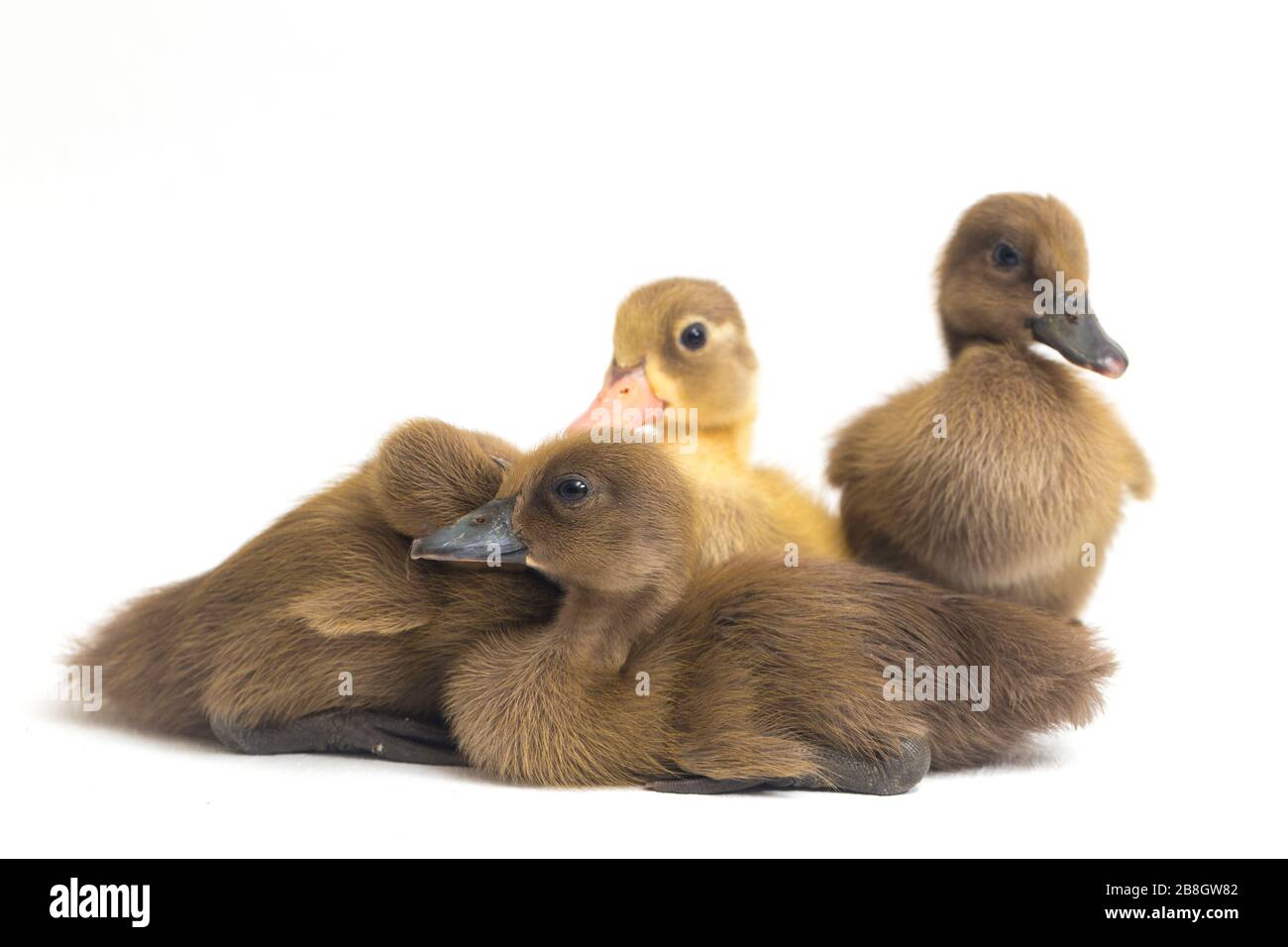 Four ducklings ( indian runner duck) isolated on a white background ...