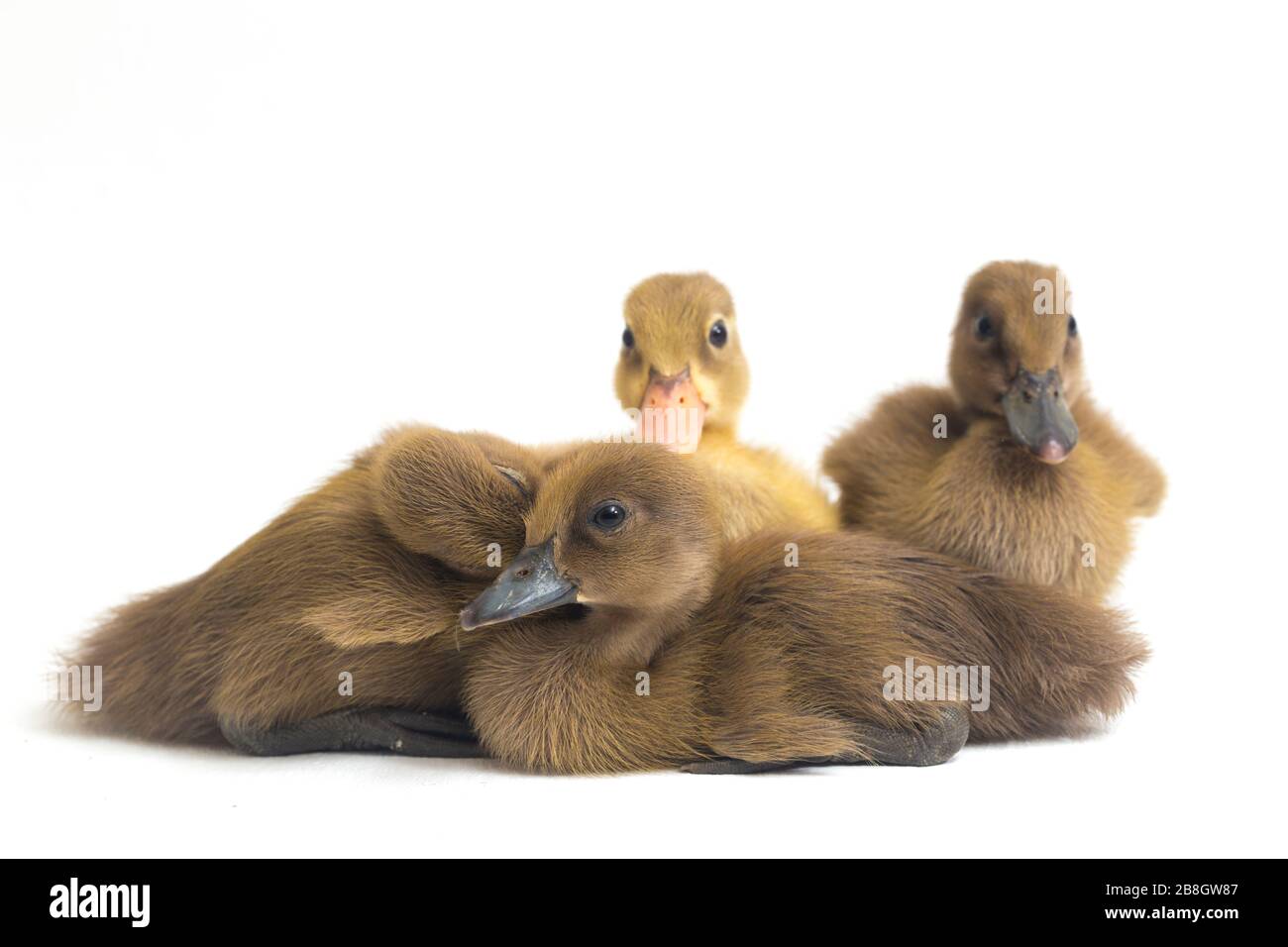 Four ducklings ( indian runner duck) isolated on a white background ...