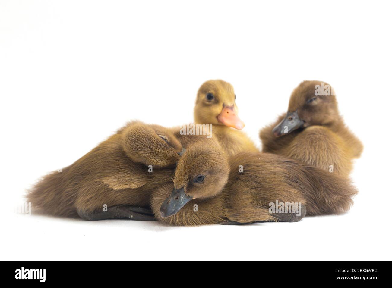Four ducklings ( indian runner duck) isolated on a white background ...