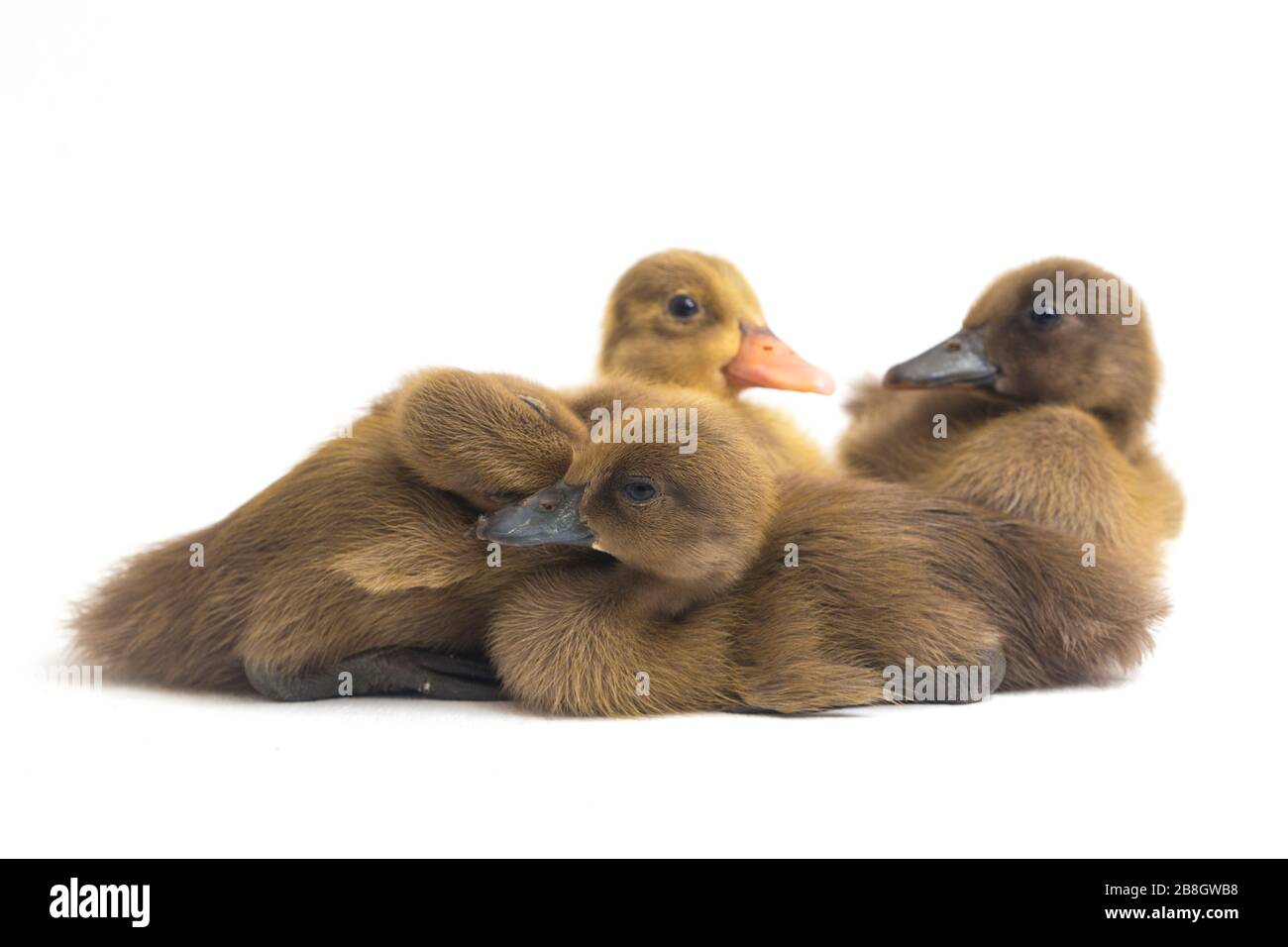 Four ducklings ( indian runner duck) isolated on a white background ...